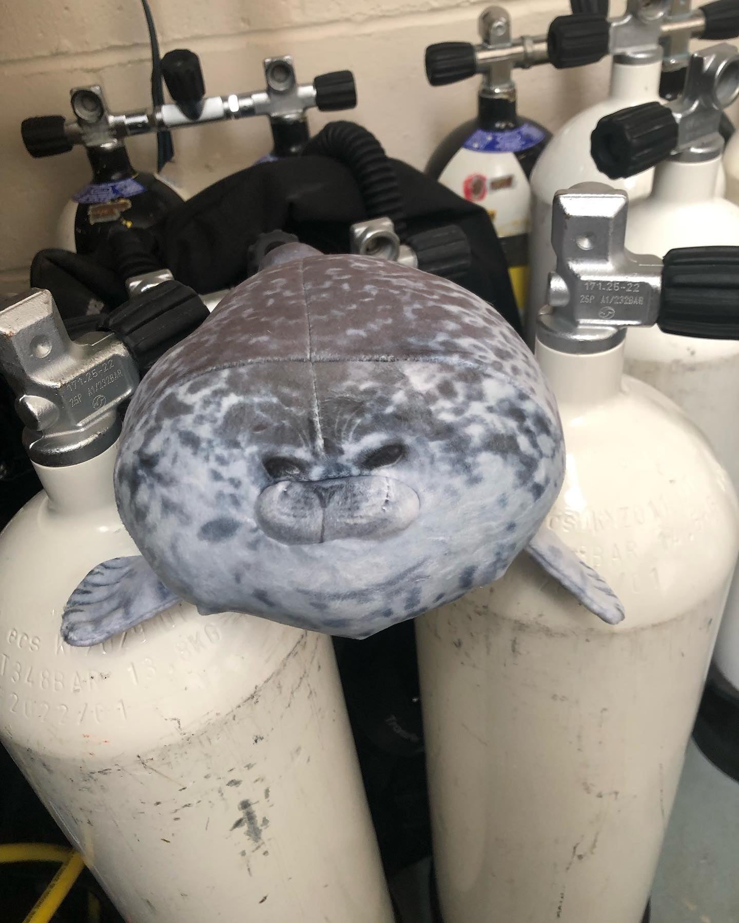 Gas Blender (Nitrox) | Freedom Diving